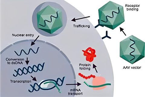 Cell and Gene Therapy - Klotho Neurosciences, Inc.